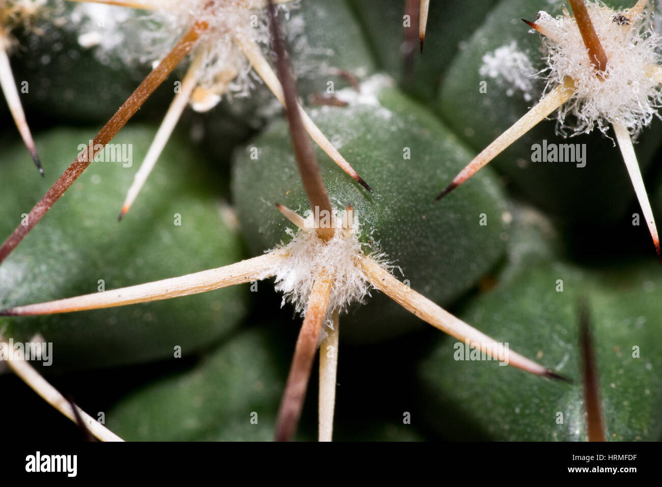 Closeup macro of green spikey cactus Stock Photo - Alamy