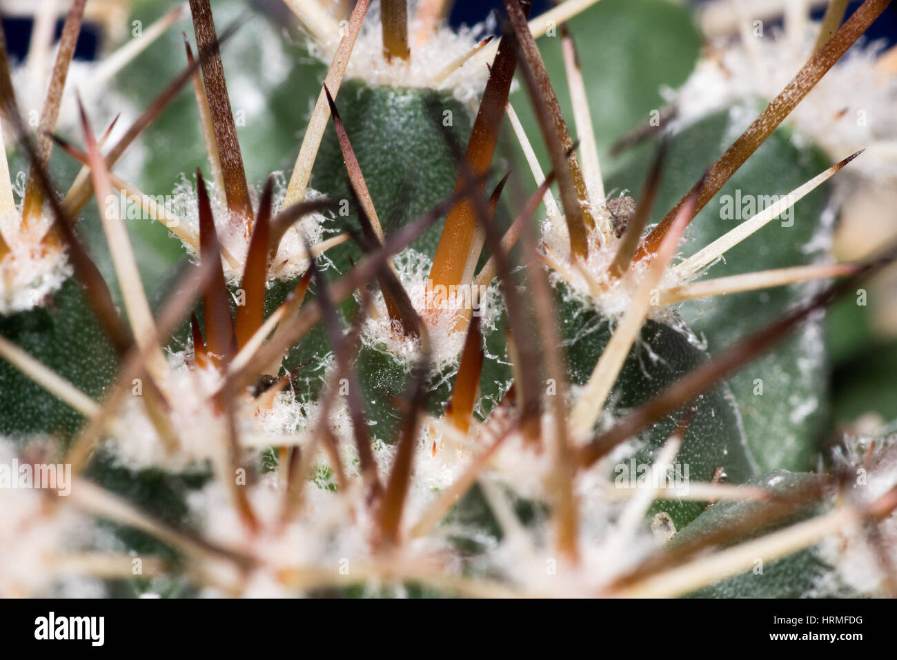 Spikey shape hi-res stock photography and images - Alamy