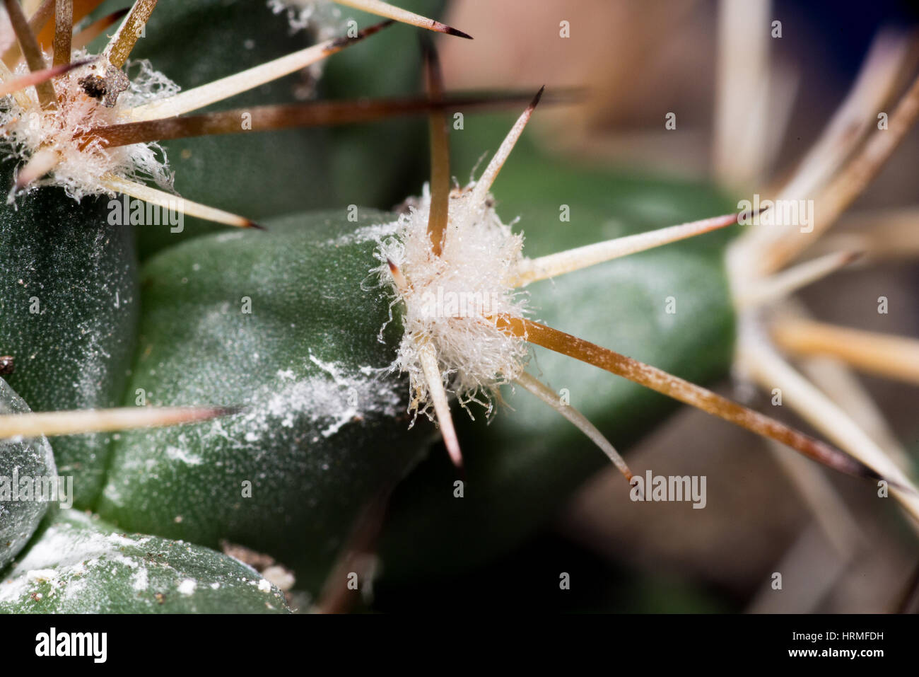 Closeup macro of green spikey cactus Stock Photo - Alamy