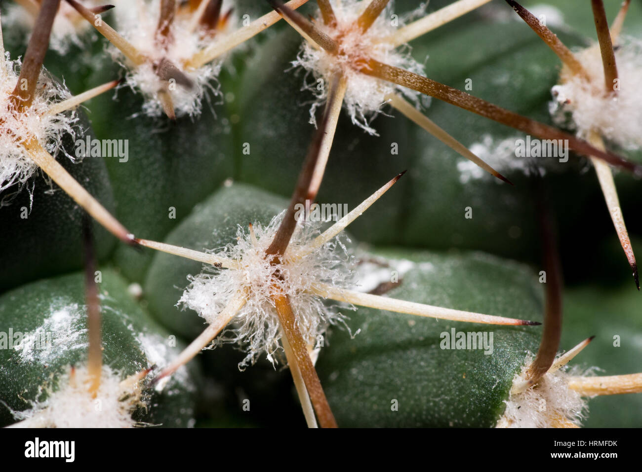 Spikey shape hi-res stock photography and images - Alamy