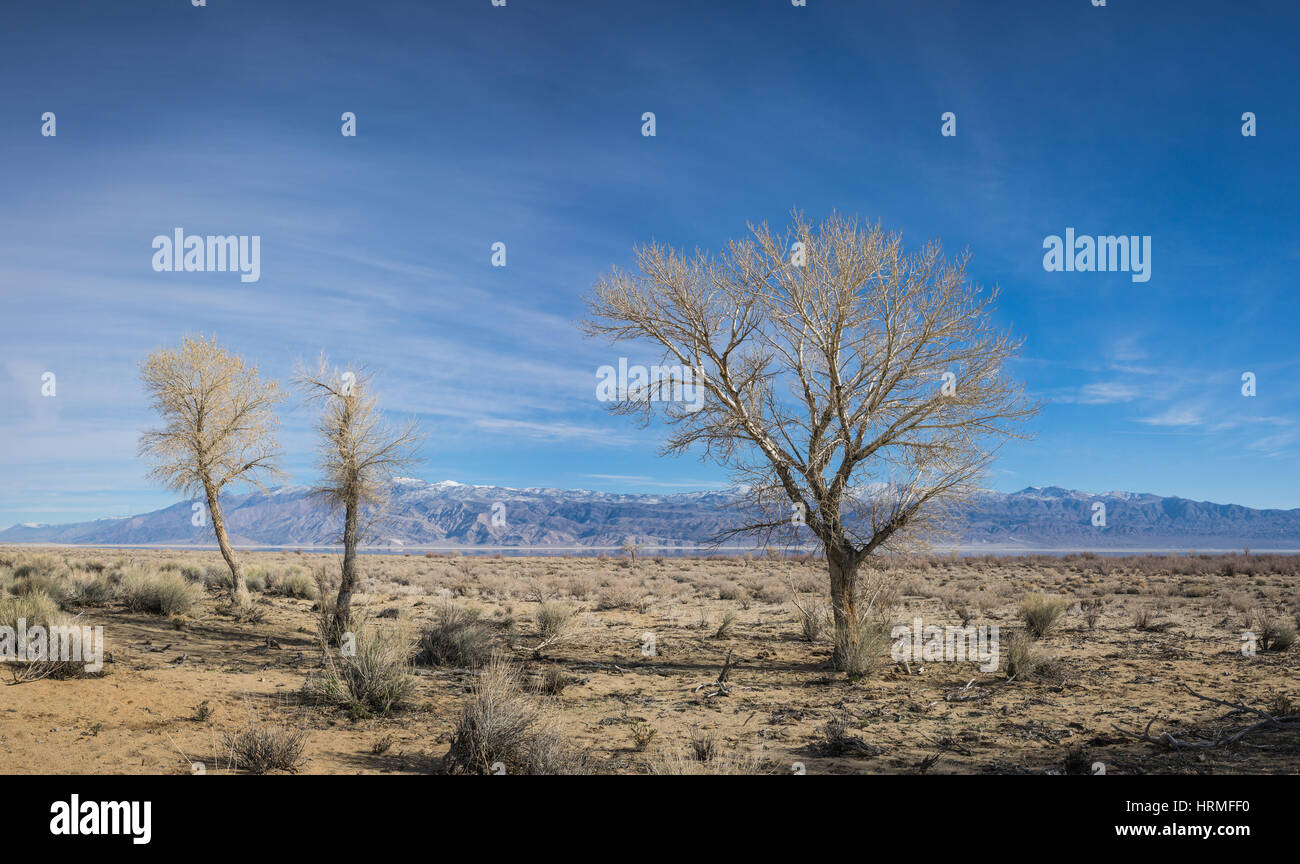 California desert Mojave wilderness with trees on the Eastern Side of ...