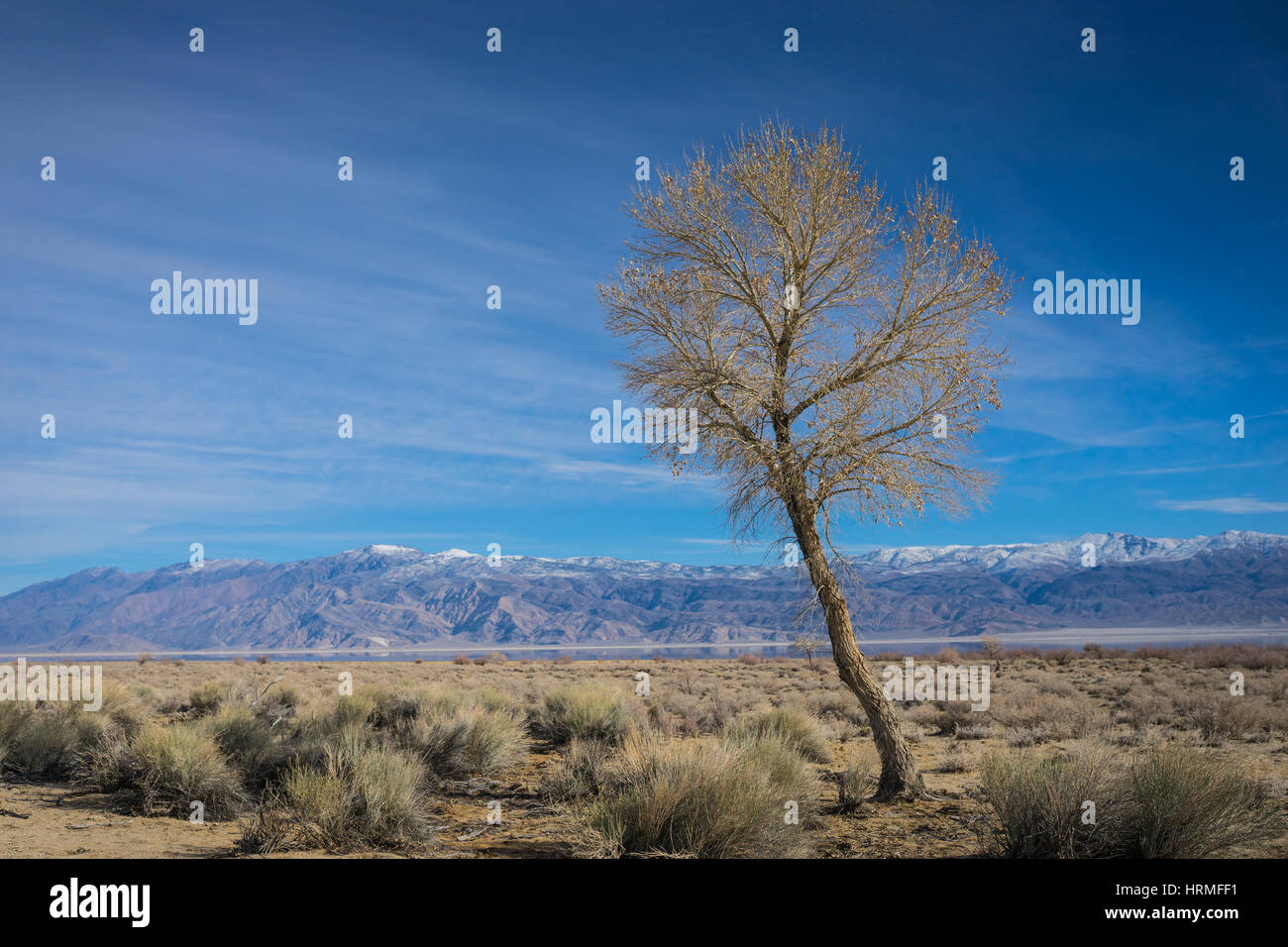 Dead Tree In The Mojave Desert In California High Resolution Stock ...
