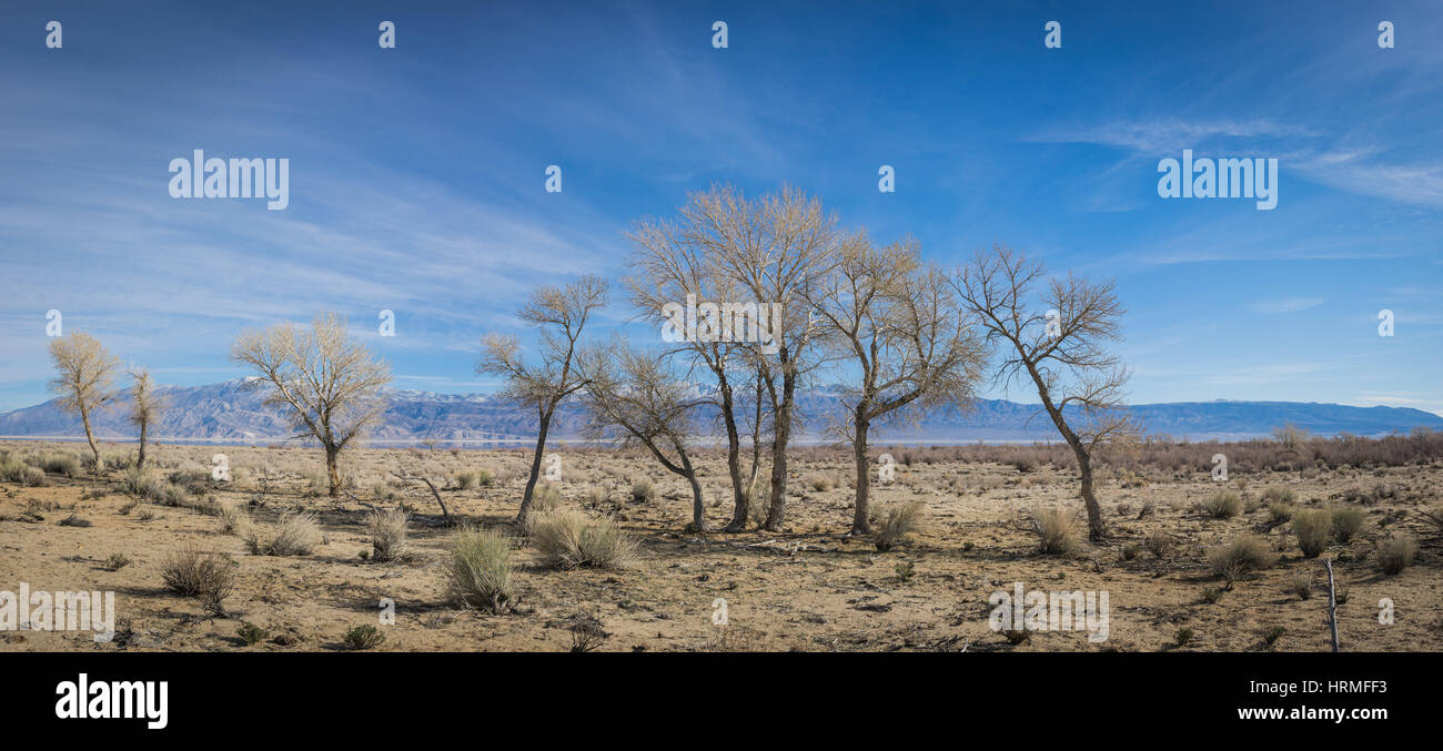 Desert tree panorama in southern California Mojave wilderness Stock ...