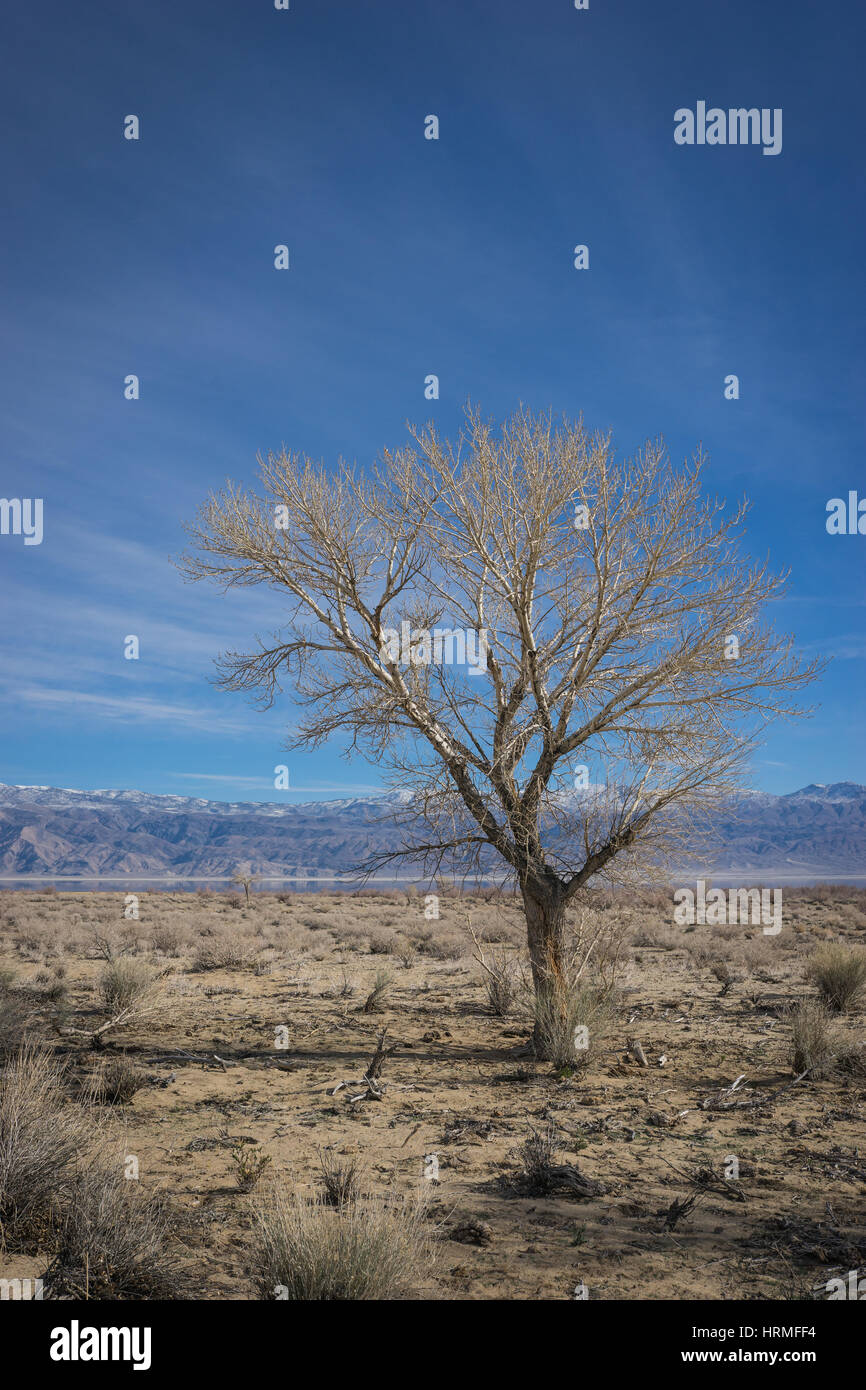 Single desert tree stands in the California Mojave wilderness Stock ...