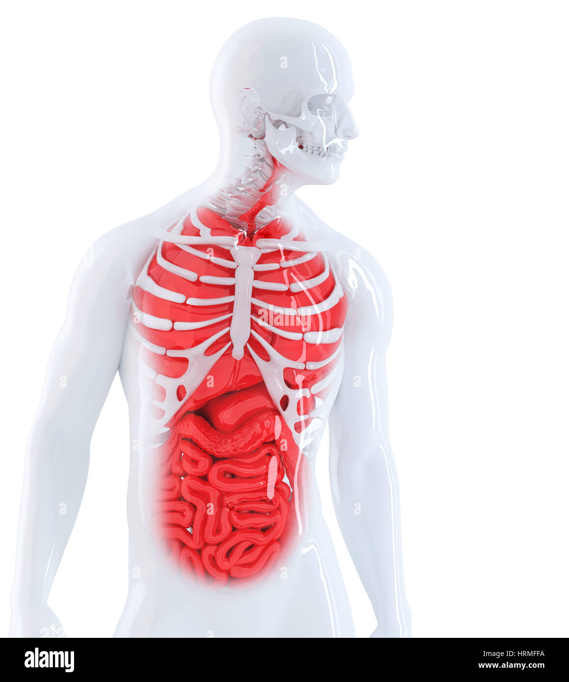 Human body internal organs head hi-res stock photography and images - Alamy