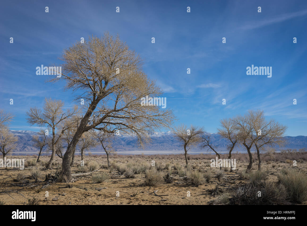 Desert tree leans from the wind on the fringe of the Mojave Desert in ...