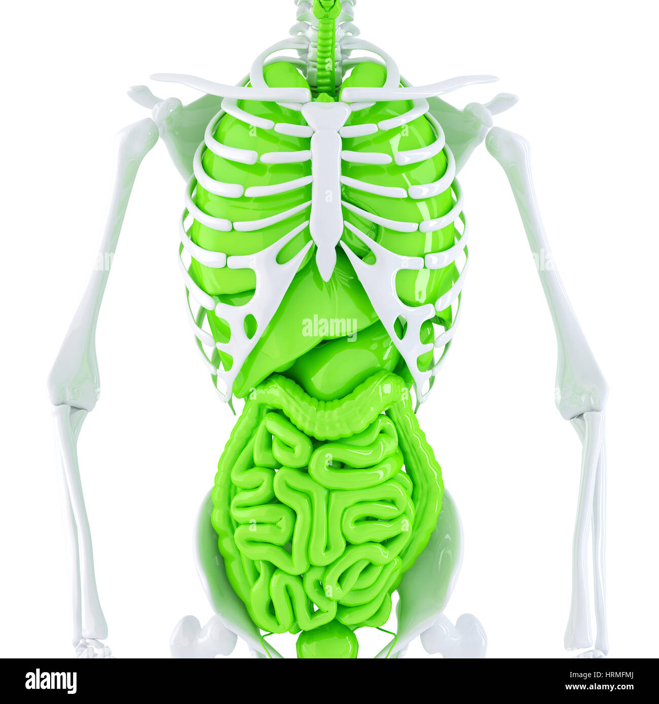 Human skeleton with internal organs. Isolated. Contains clipping path ...