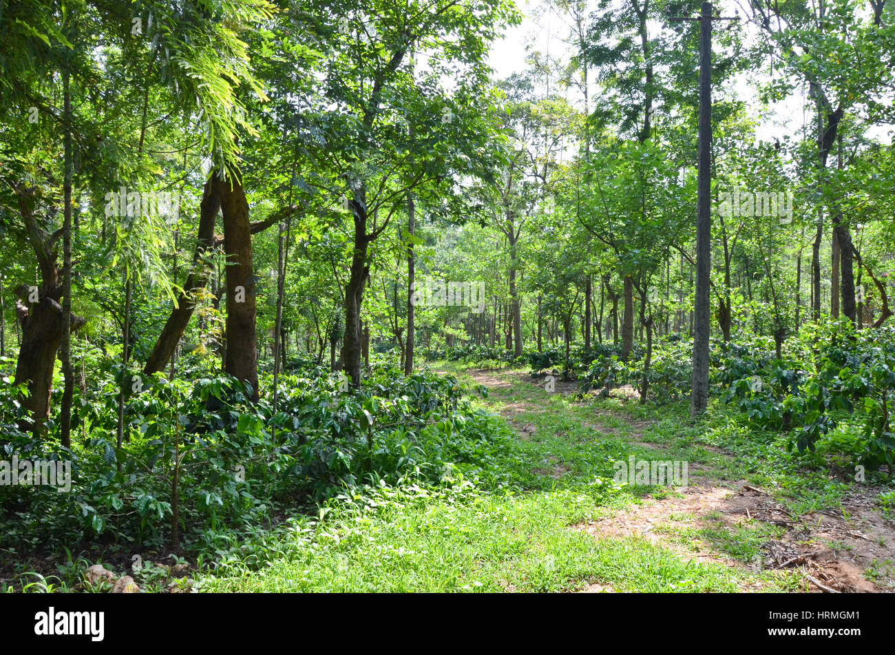 Coffee Plantation at Chickmiagalore (Chickmagalur), karnataka, India ...