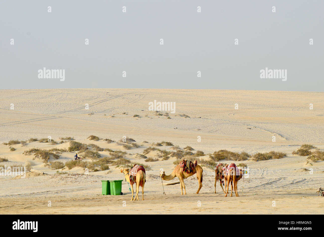 Desert base camp with camels and tent. Tracks of 4X4 vehicles used in ...