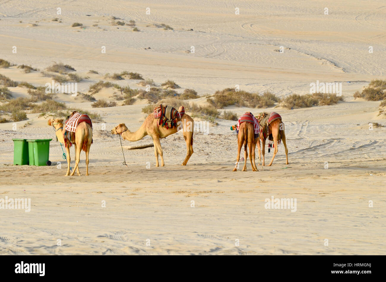 Desert base camp with camels and tent. Tracks of 4X4 vehicles used in ...