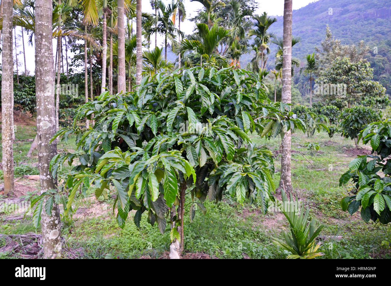 Coffee Plantation at Chickmiagalore (Chickmagalur), karnataka, India ...