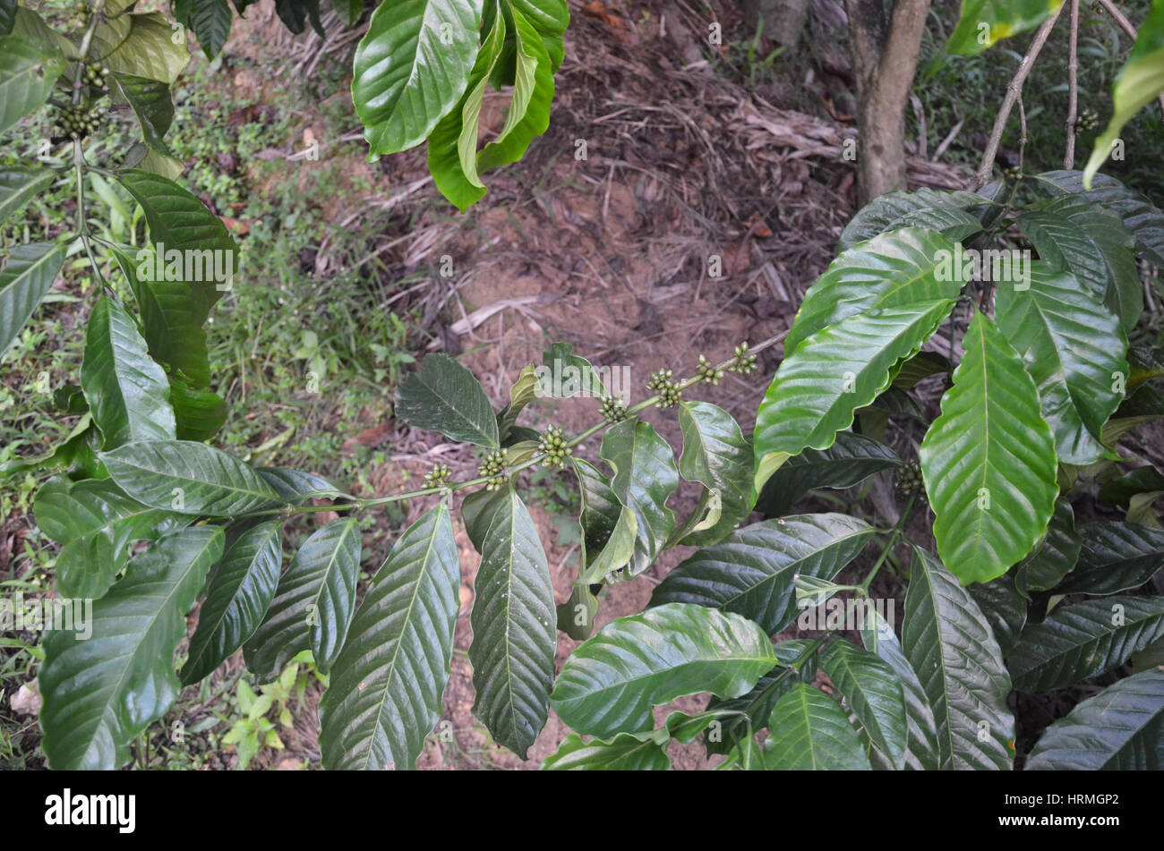 Coffee Plantation at Chickmiagalore (Chickmagalur), karnataka, India ...