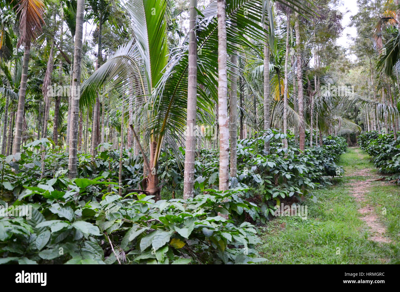 Coffee Plantation at Chickmiagalore (Chickmagalur), karnataka, India ...