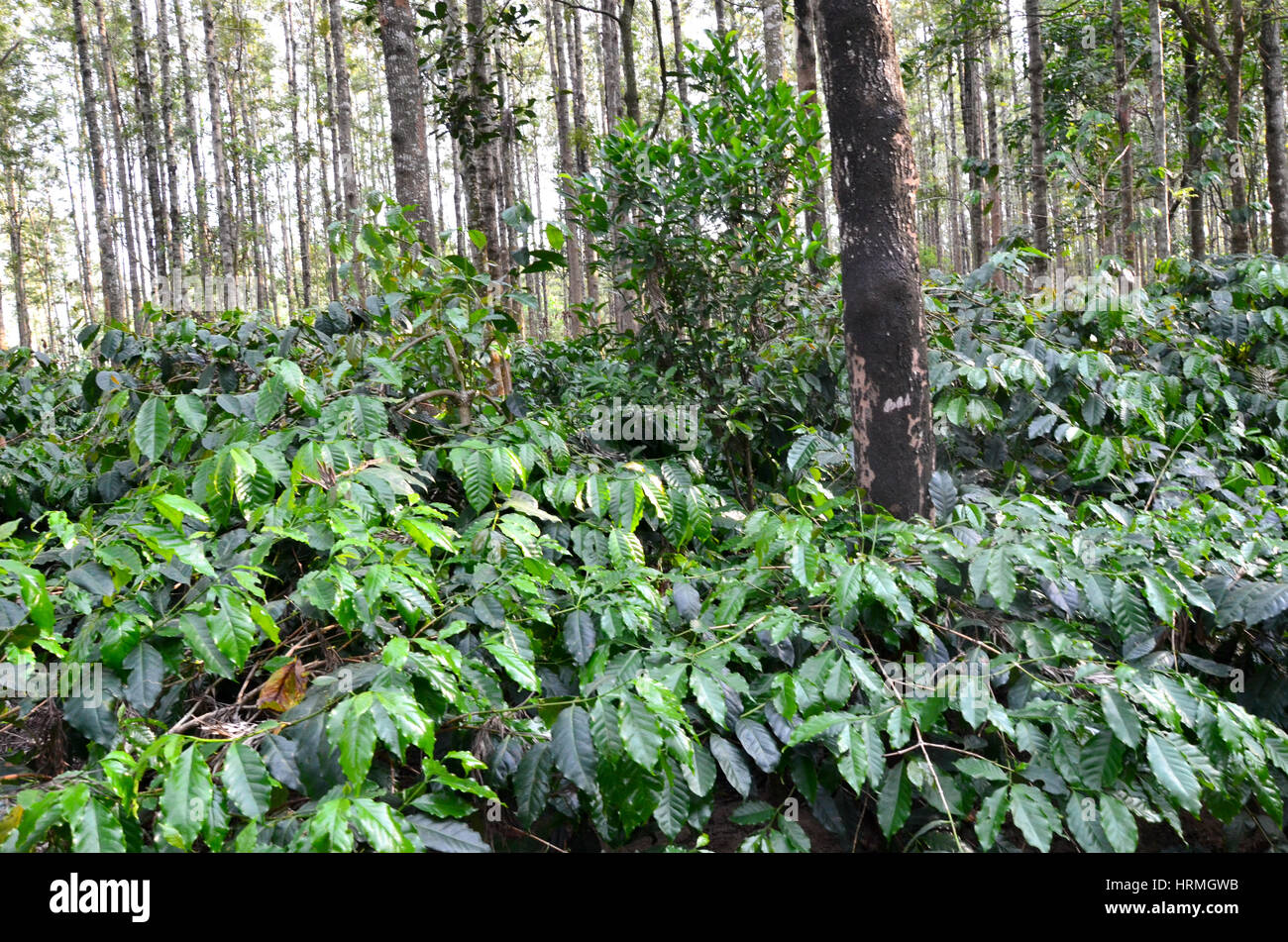 Coffee Plantation at Chickmiagalore (Chickmagalur), karnataka, India ...