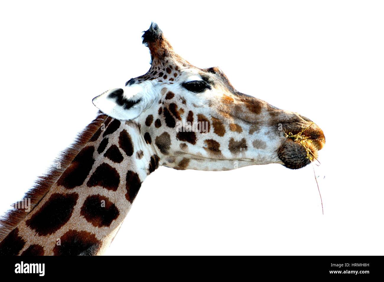Giraffe's head isolated on white Stock Photo - Alamy