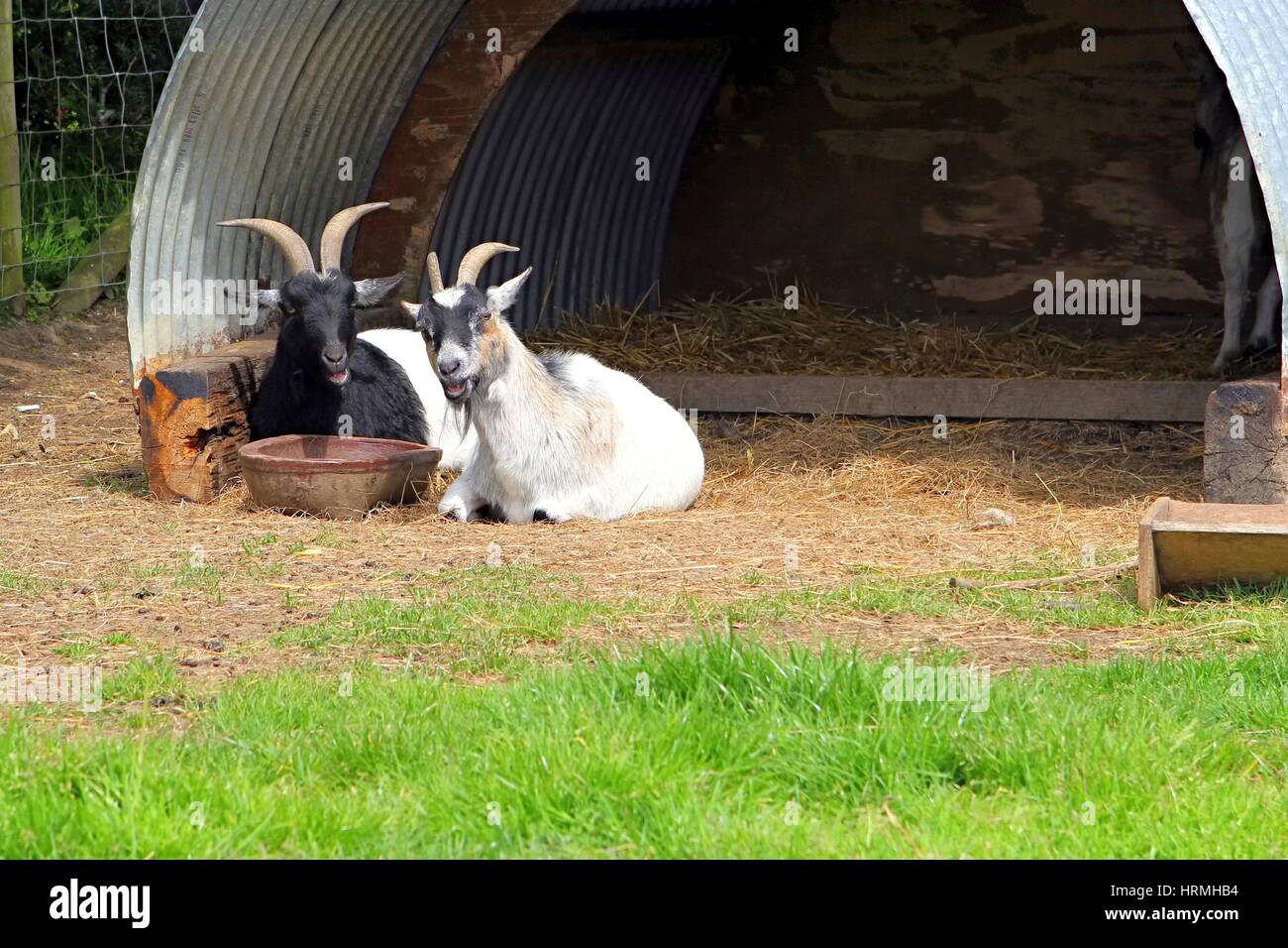 Two lying goats hi-res stock photography and images - Alamy