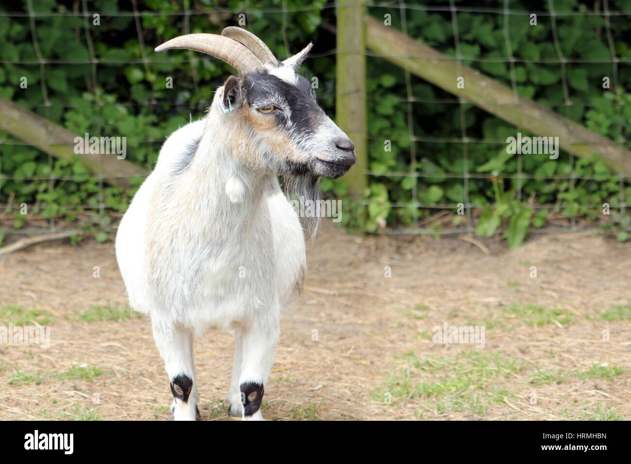 White farm goat hi-res stock photography and images - Alamy