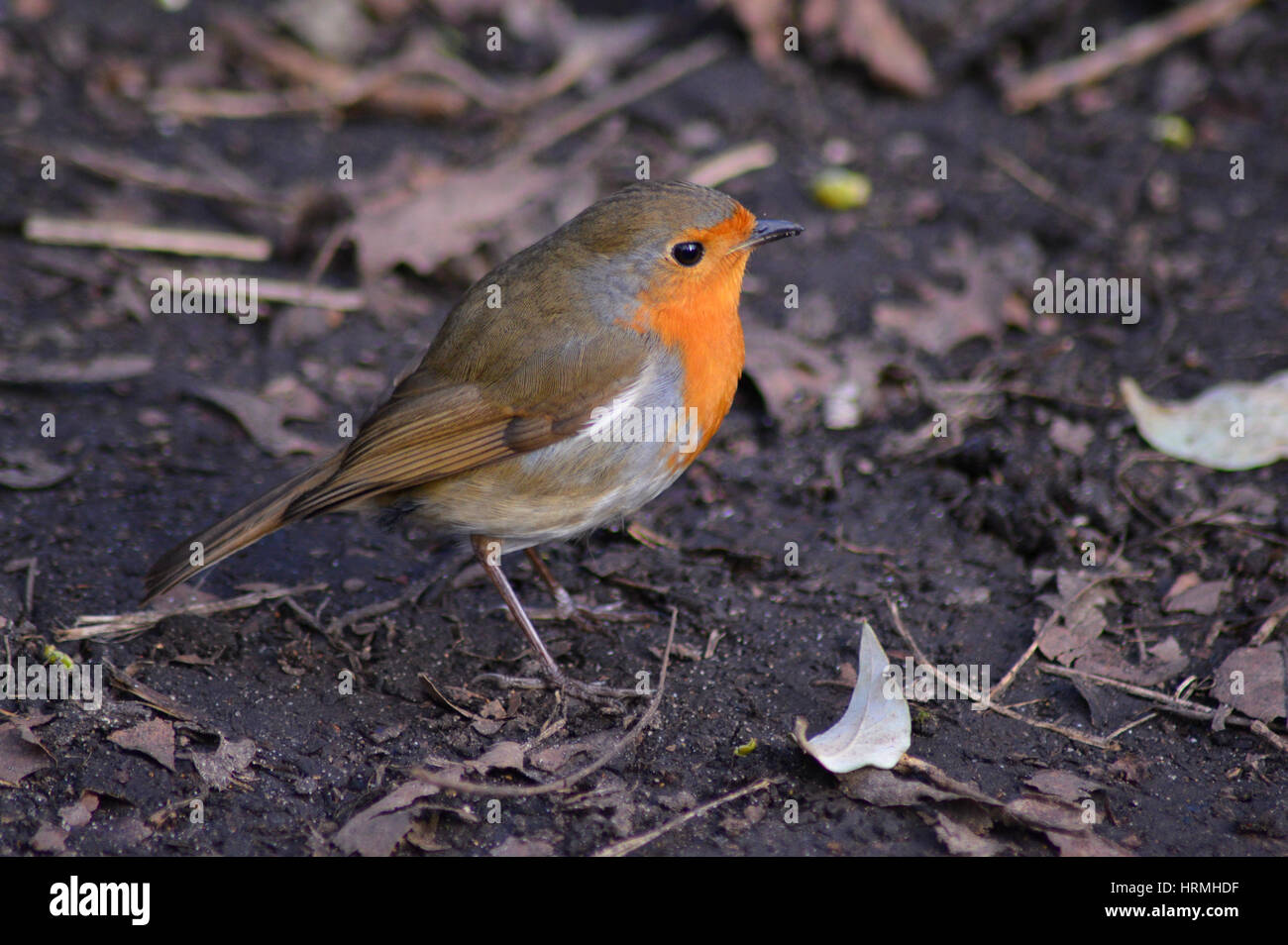Cocky bird hi-res stock photography and images - Alamy