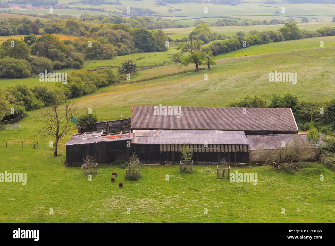 A large cow barn in the English countryside Stock Photo - Alamy