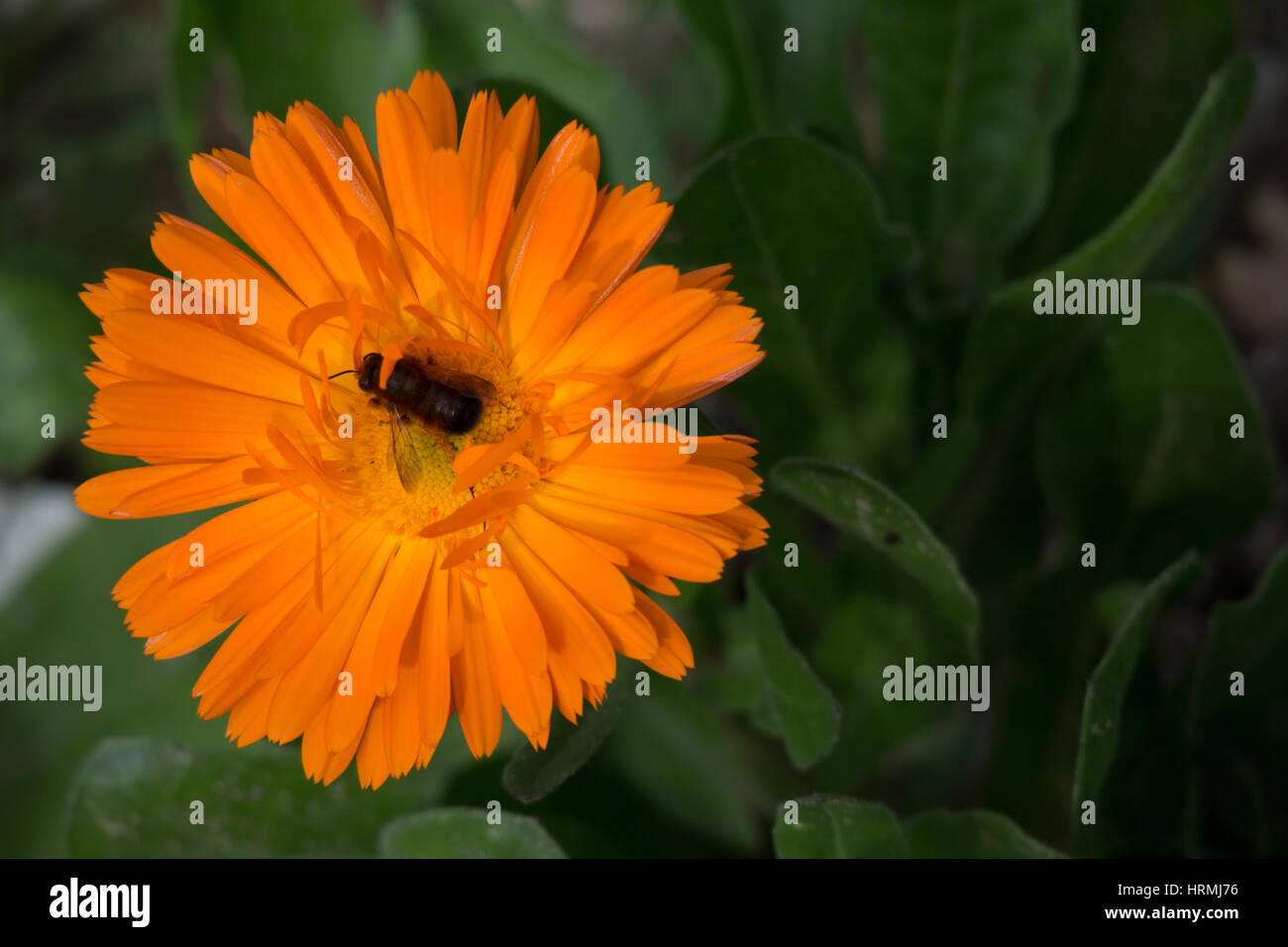 Orange calendula officinalis hi-res stock photography and images - Alamy