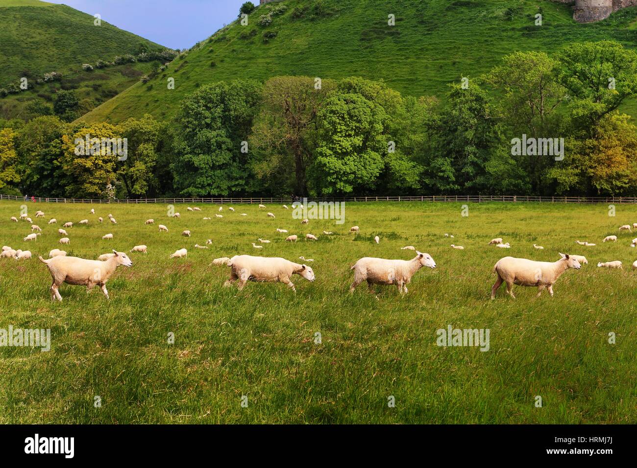 Four Sheep In A Line High Resolution Stock Photography and Images - Alamy
