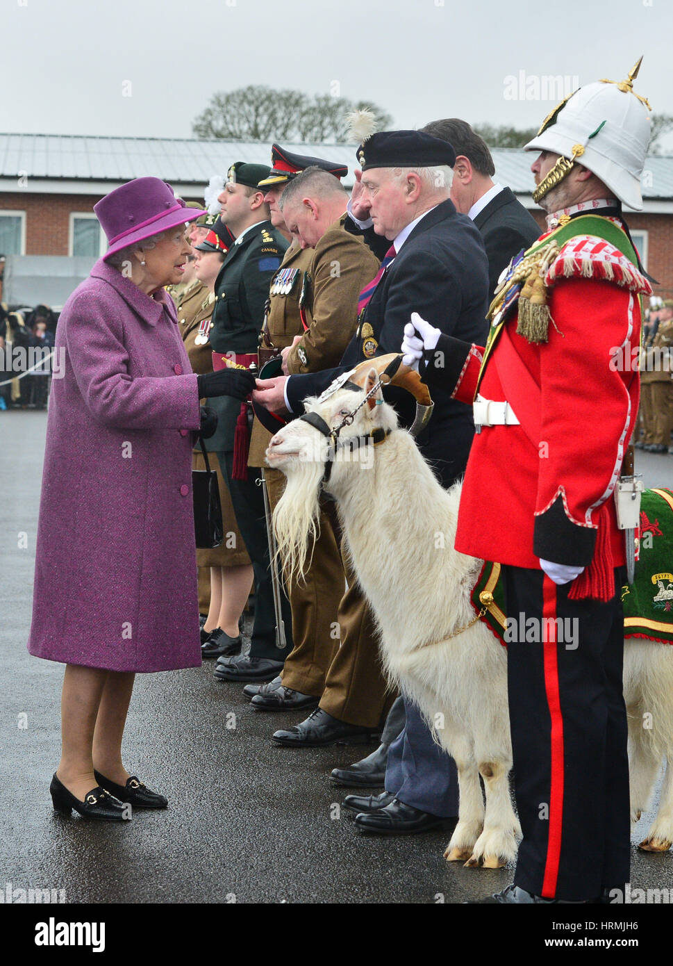 One two regimental goats lucknow barracks hi-res stock photography and ...