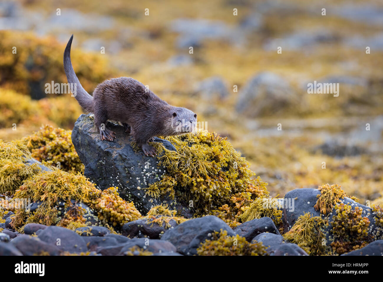 Otter scotland hi-res stock photography and images - Alamy