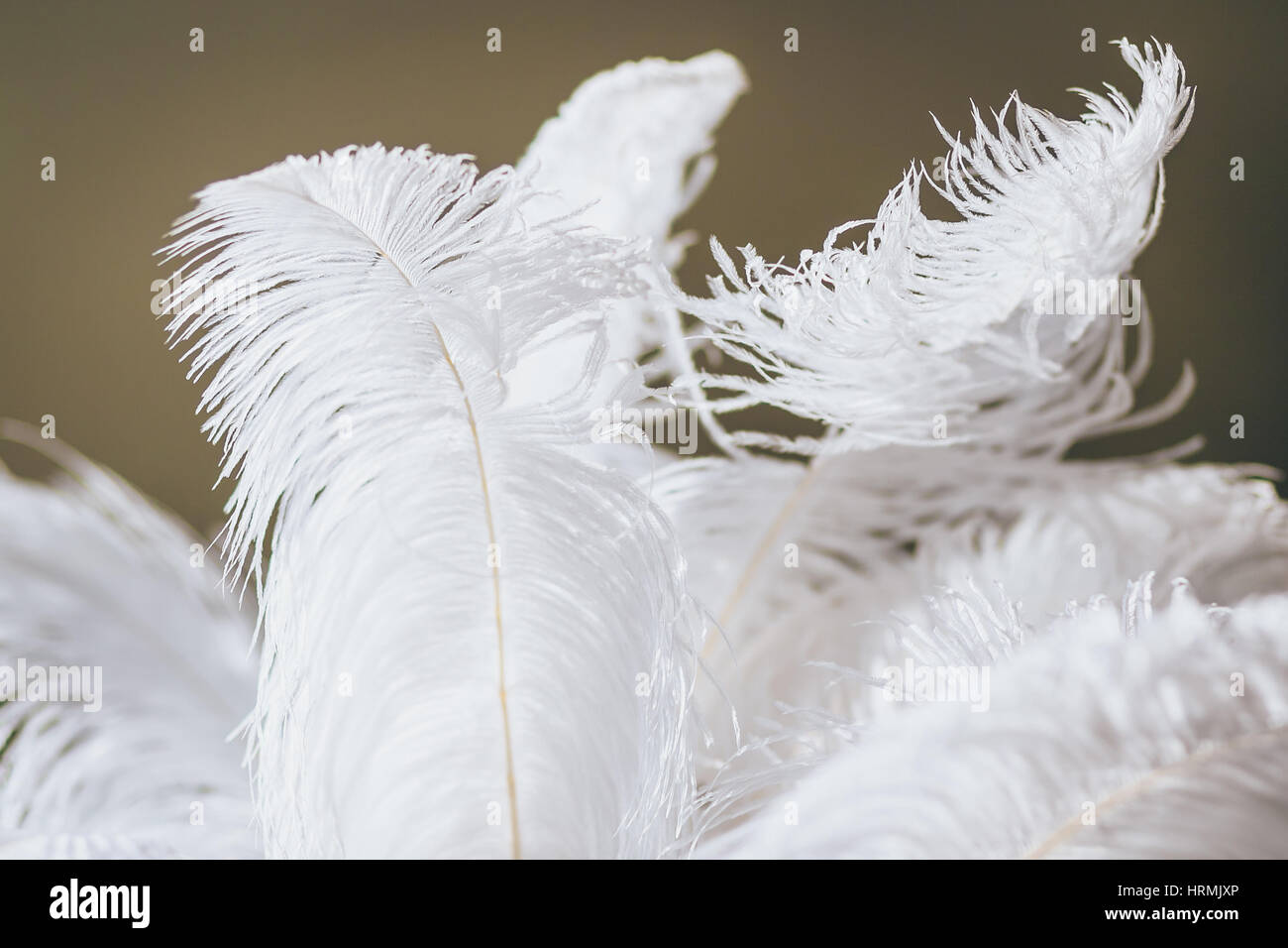 White angel wing isolated nobody hi-res stock photography and images - Alamy