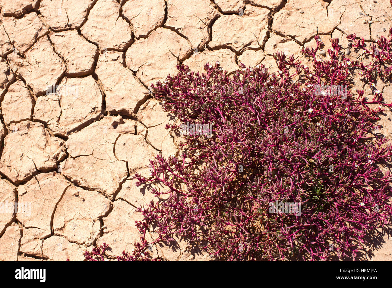 Beautiful cracked soil with pink plant. Dry desert Stock Photo - Alamy