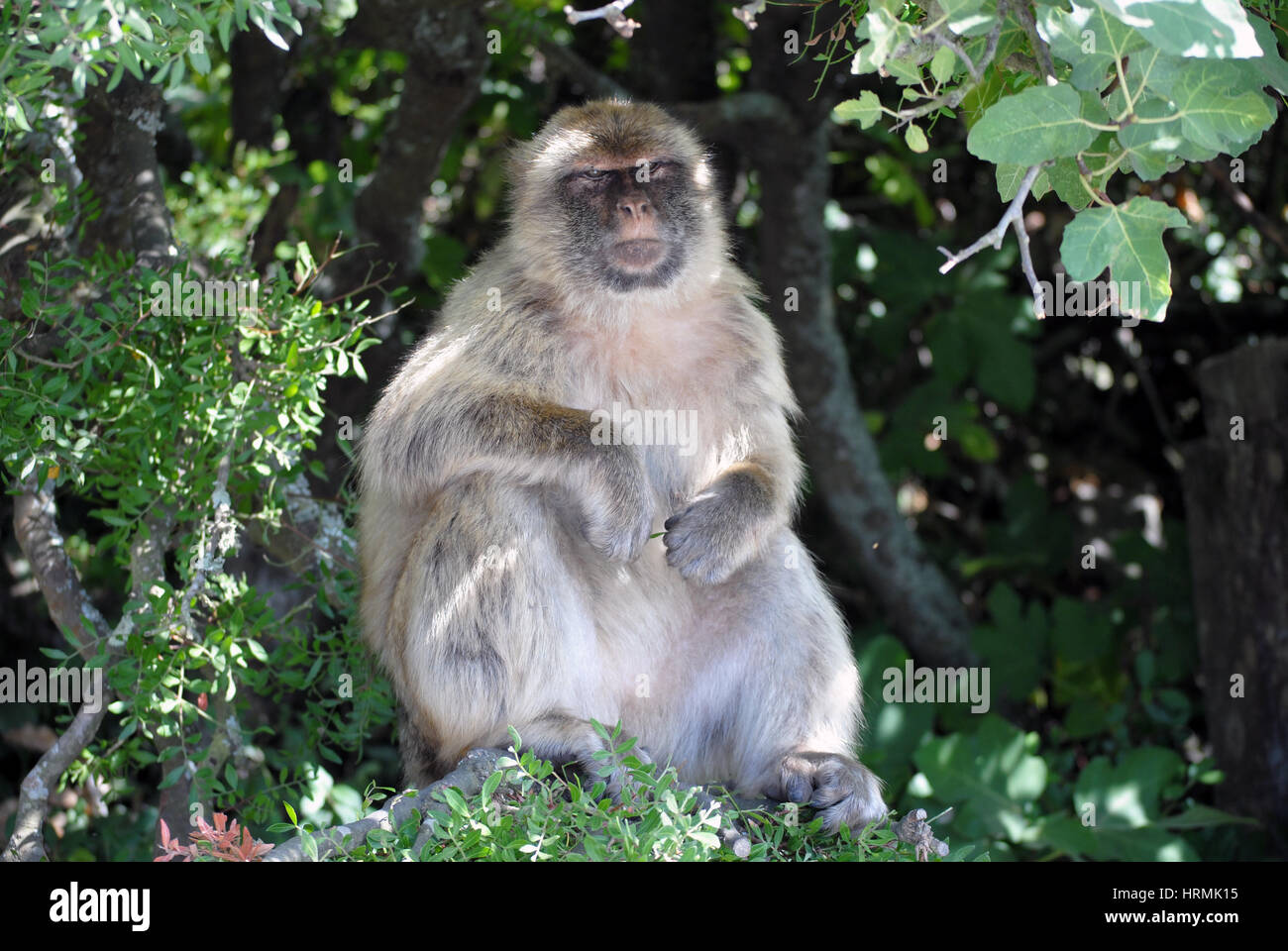 Monkey in Gibraltar in the natural environment Stock Photo - Alamy