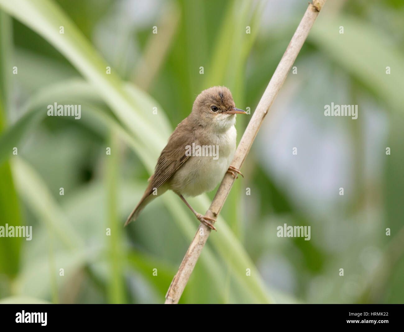 Common willow warblers hi-res stock photography and images - Alamy