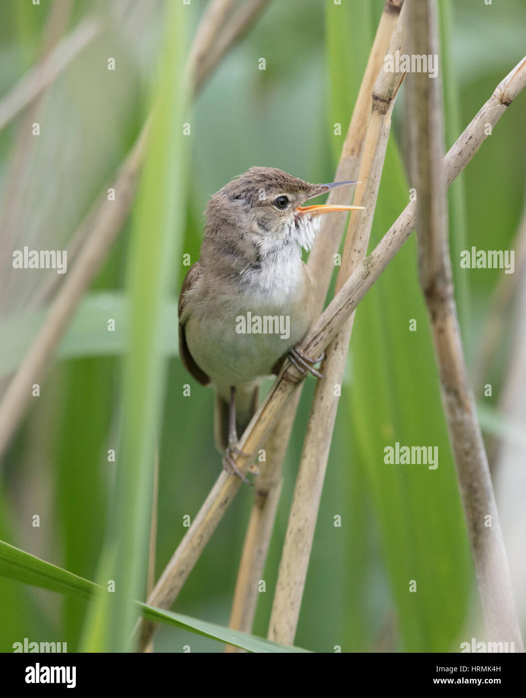 Common willow warblers hi-res stock photography and images - Alamy