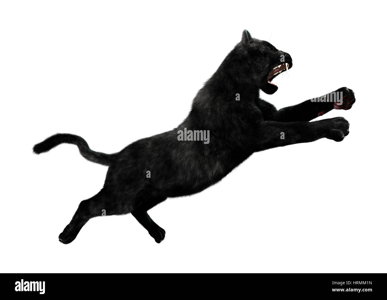 Black Puma Cat Jumping