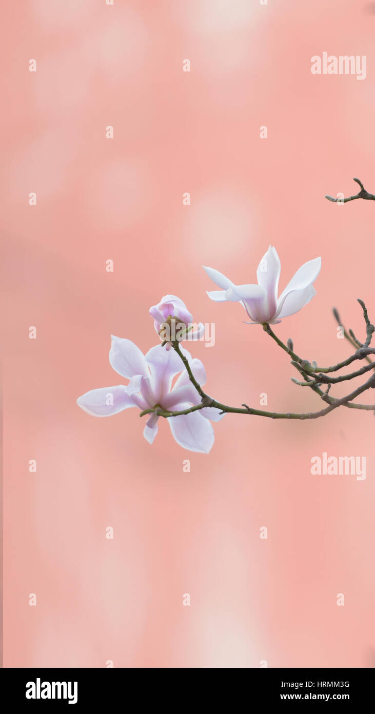 Magnolia flower with flesh pink background Stock Photo - Alamy