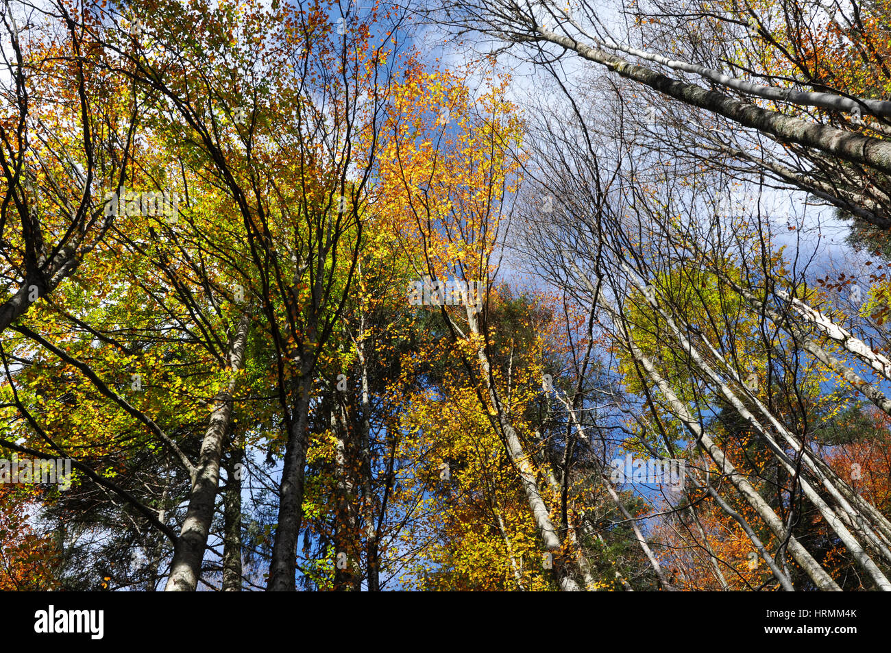 Autumn fall foliage - beautiful forest at autumn Stock Photo - Alamy