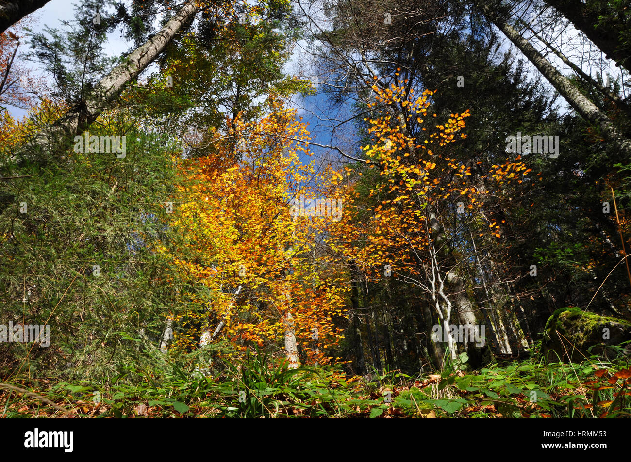 Autumn fall foliage - beautiful forest at autumn Stock Photo - Alamy