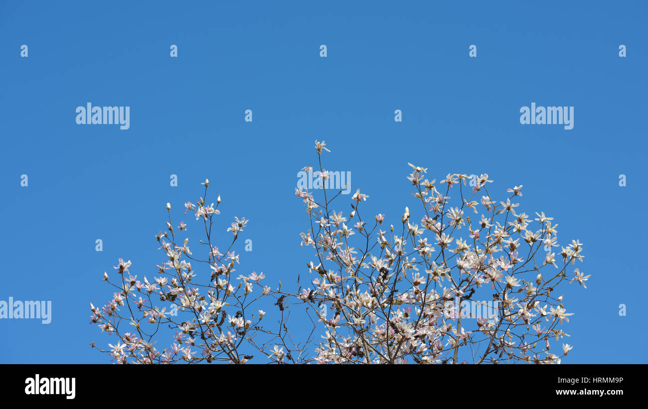 China magnolia tree hi-res stock photography and images - Alamy