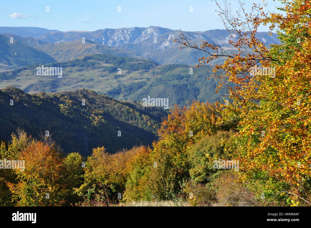 Autumn fall foliage - beautiful forest at autumn Stock Photo - Alamy