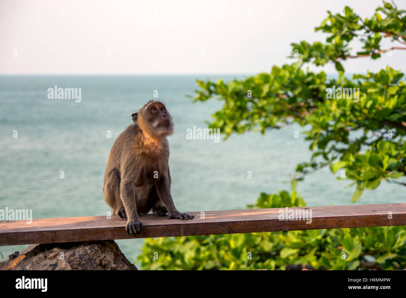 Monkey sitting on wooden bench Stock Photo - Alamy