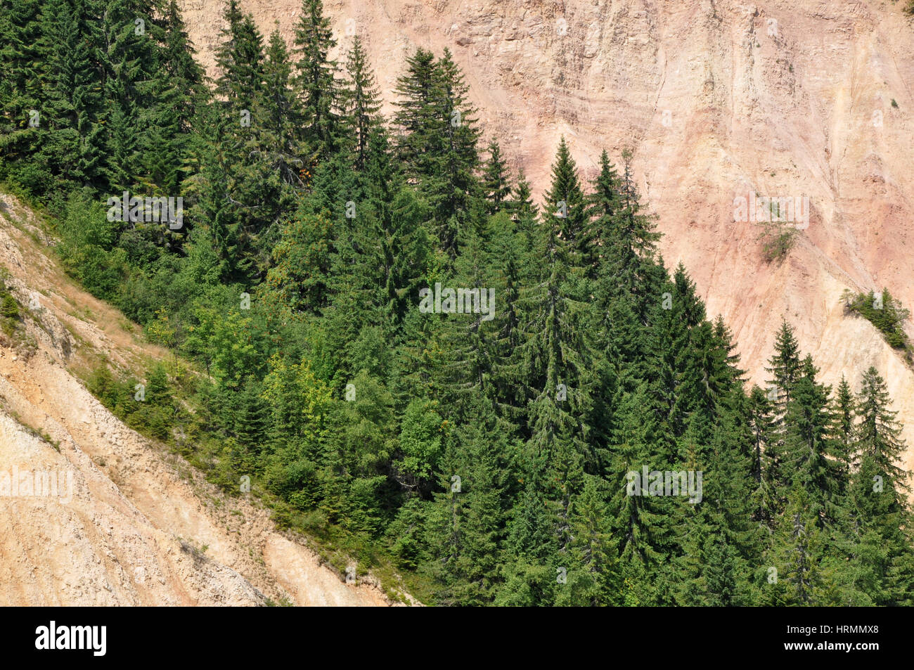 Fir wood, reforestation in a ravine Stock Photo - Alamy