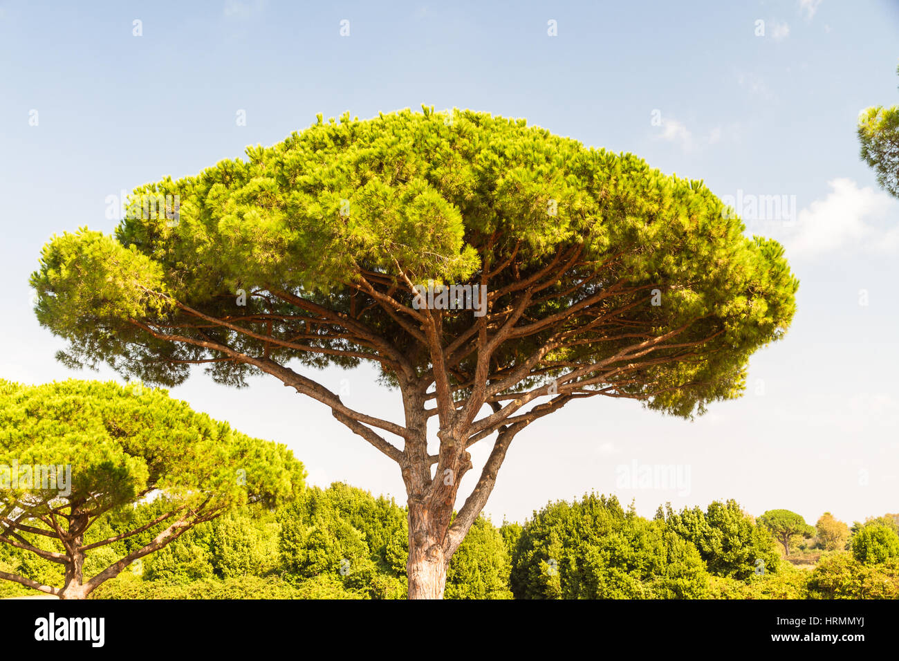 Stone pine or Pinus pinea also called Italian Stone Pine, umbrella pine ...