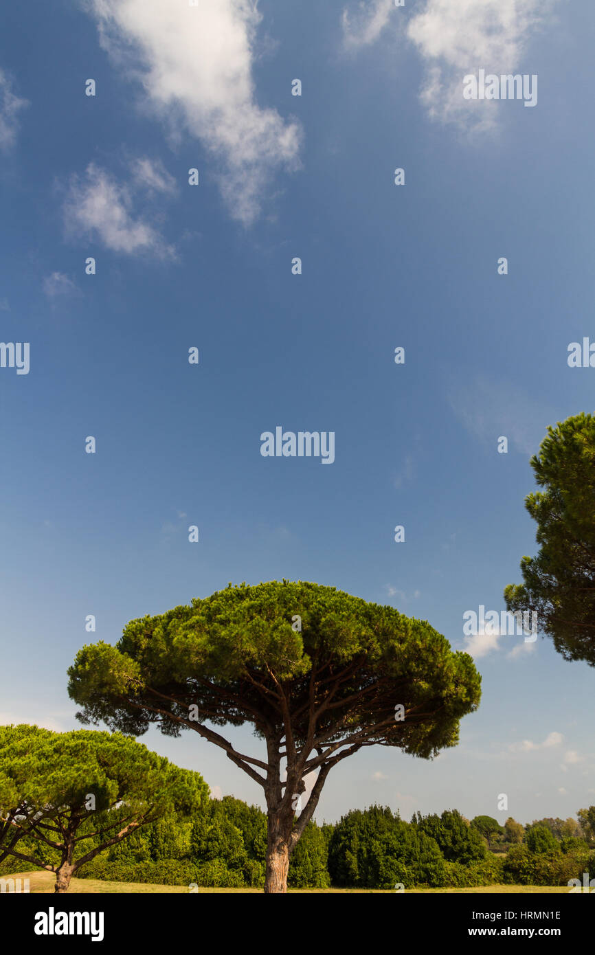 Stone pine or Pinus pinea also called Italian Stone Pine, umbrella pine ...