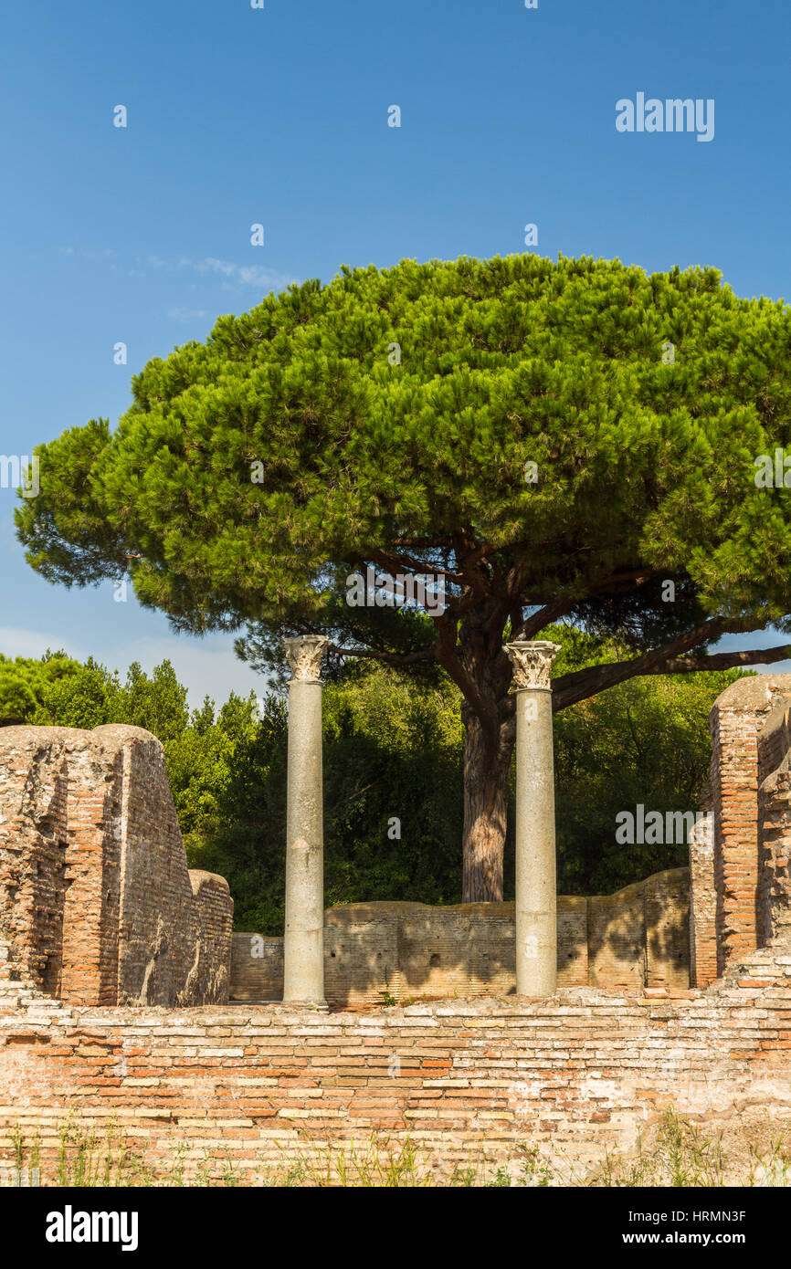 Roman pillars at Ostia Antica, roman city. Stone pine or Pinus pinea ...