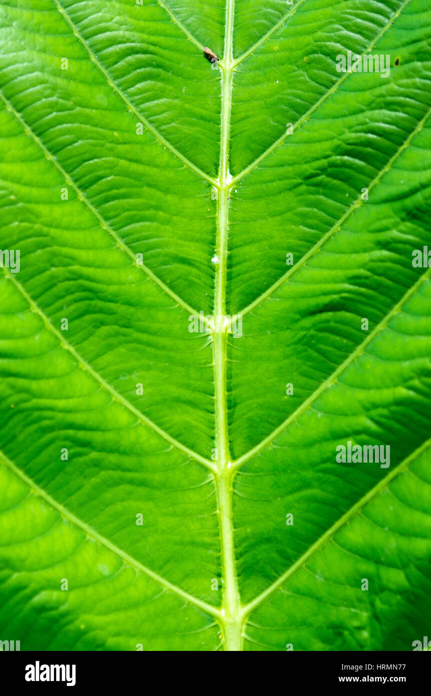 Surface of leaf Stock Photo - Alamy