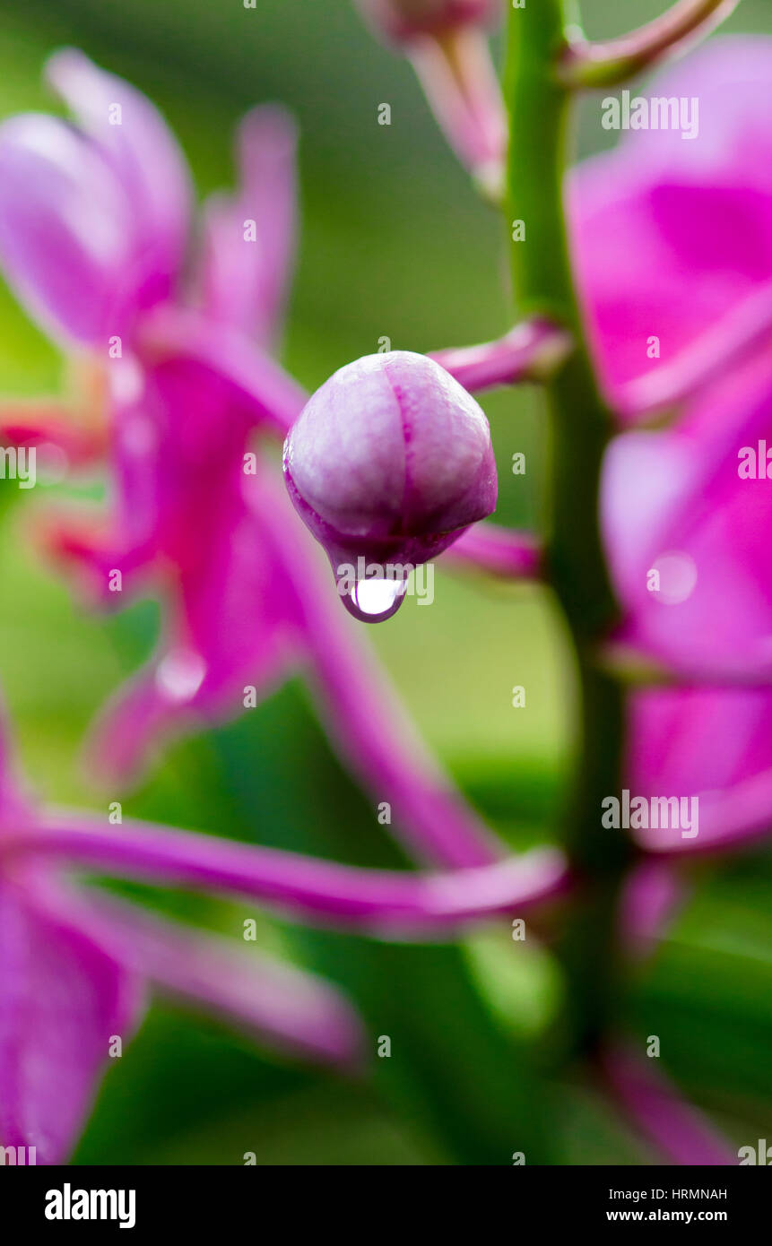 Water on bud Stock Photo - Alamy