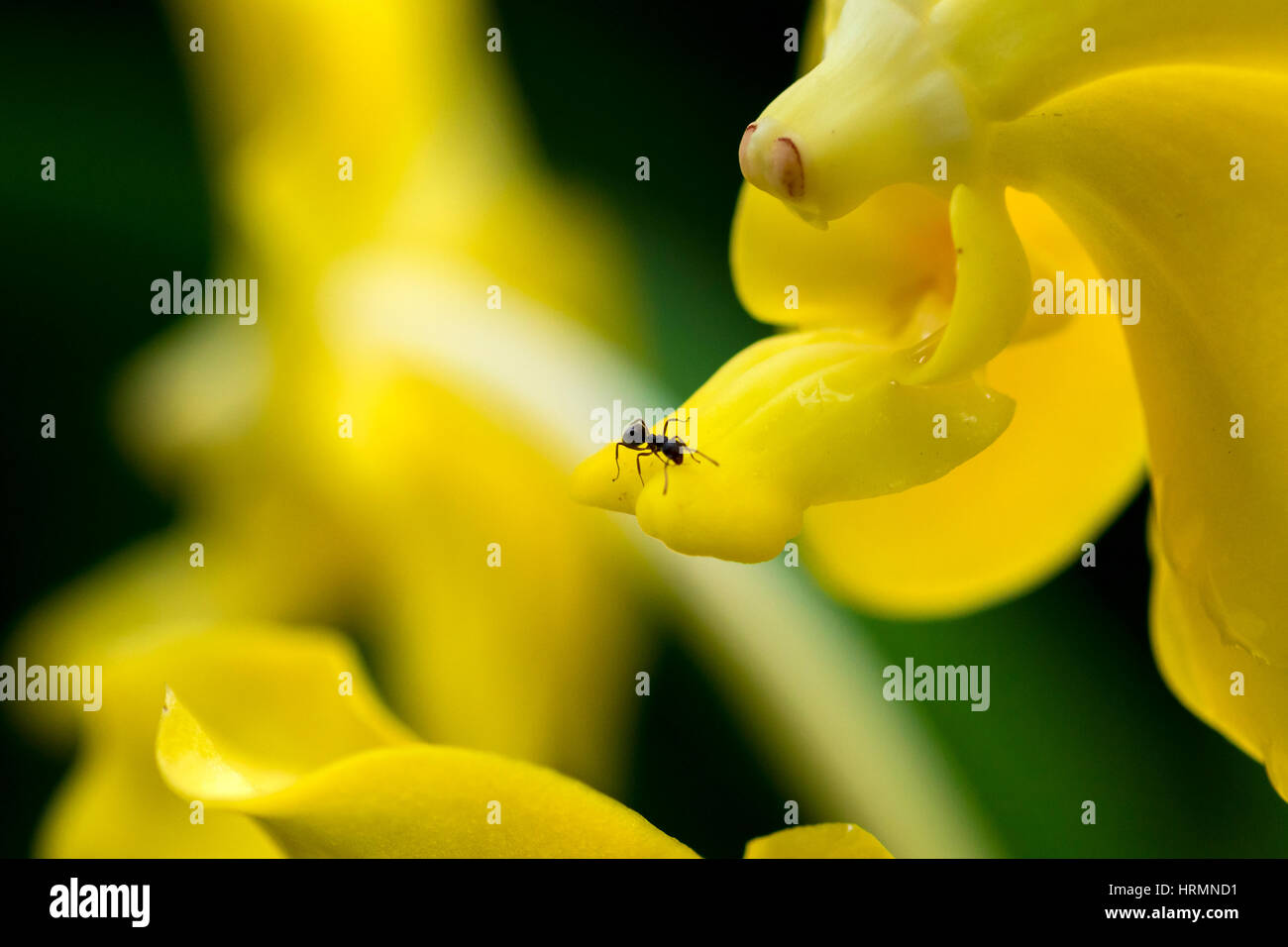 Ant on flower Stock Photo - Alamy