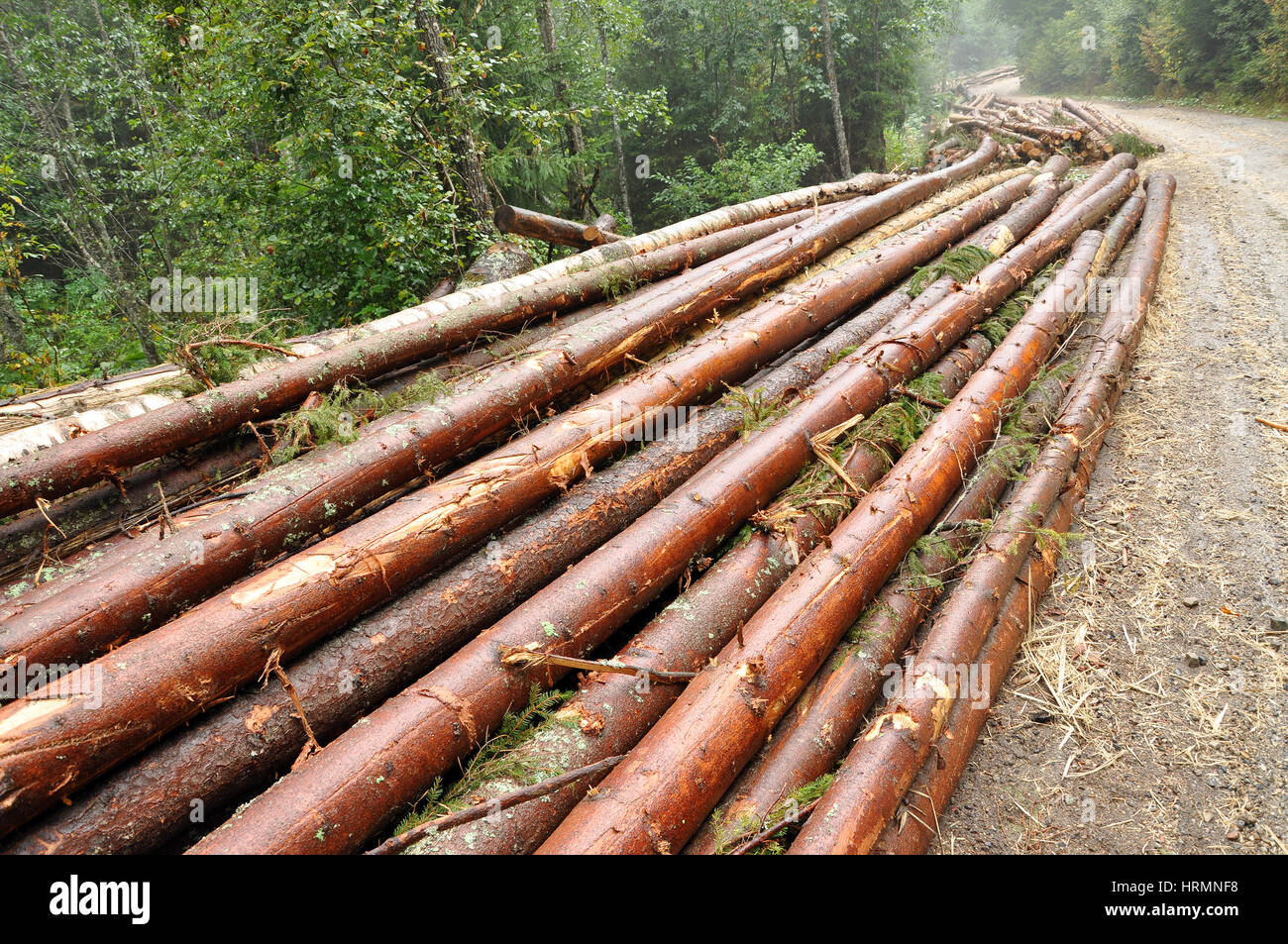 Log stacks along the forest road Stock Photo - Alamy