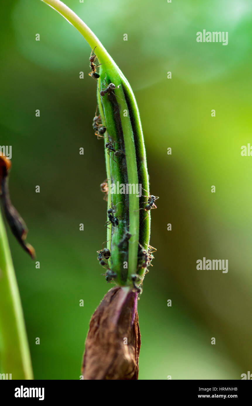 Insects on plant hi-res stock photography and images - Alamy