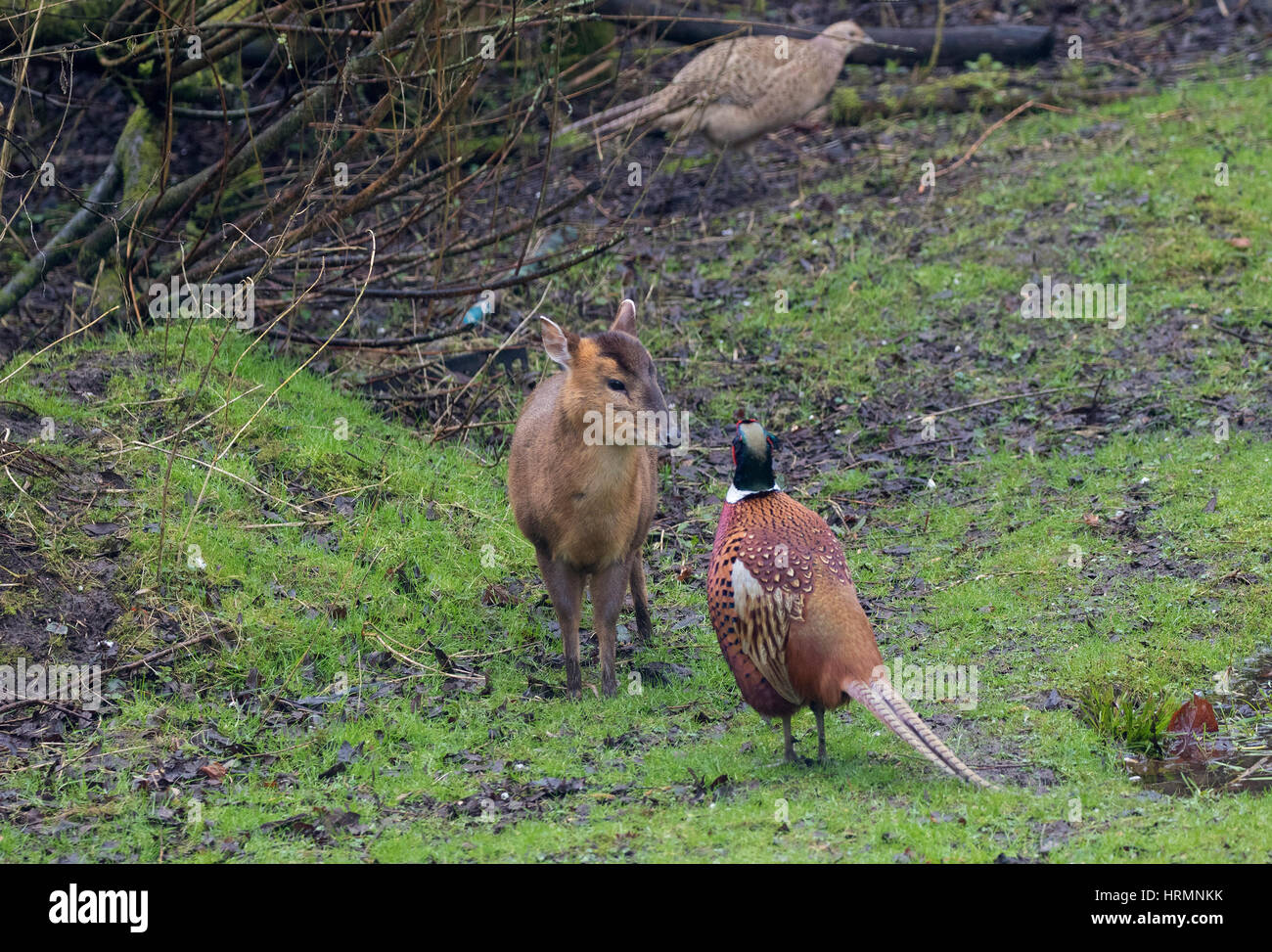 Baby Muntjac Called Barking Deer High Resolution Stock Photography and ...