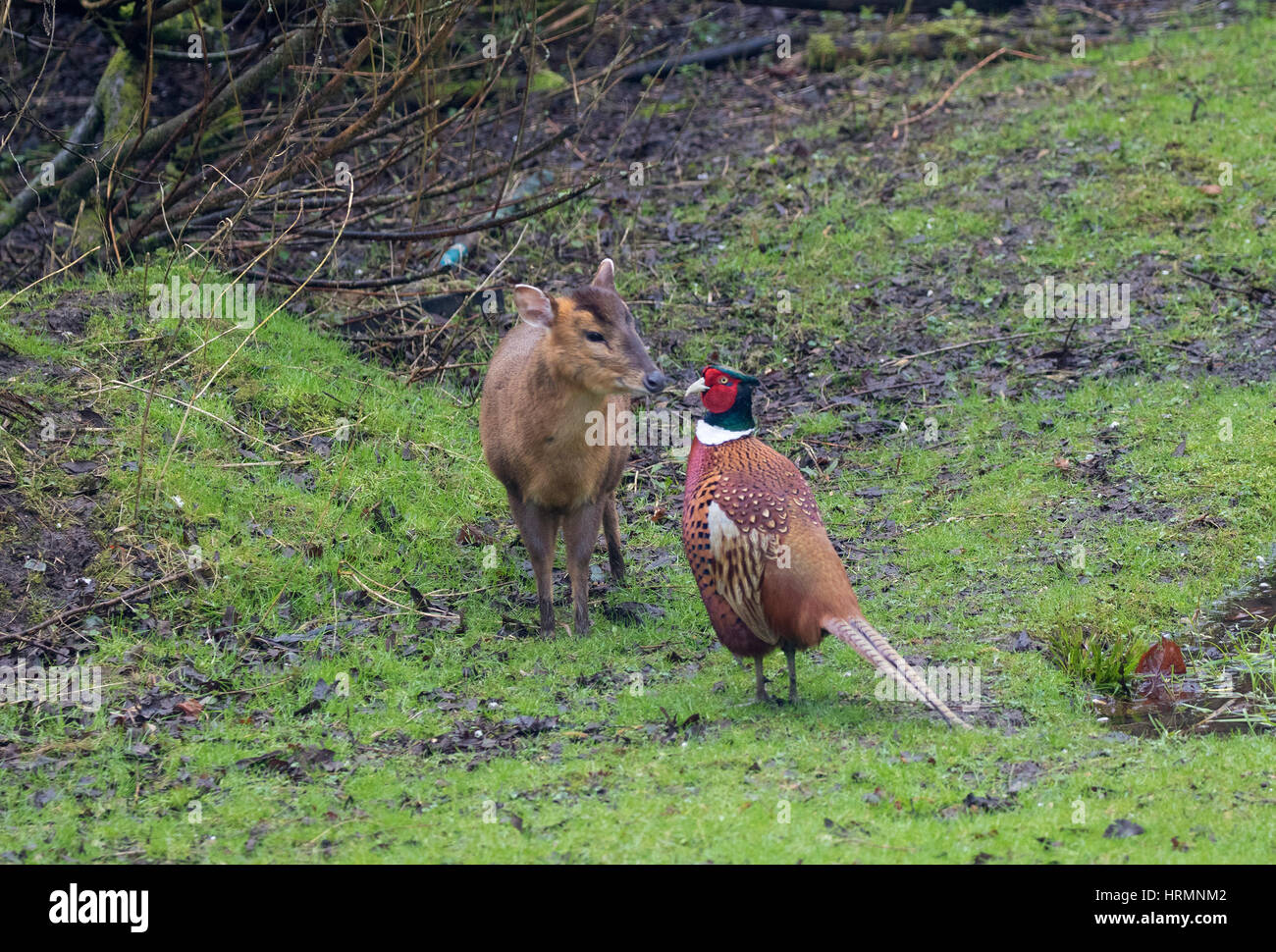 Baby Muntjac Muntiacus reevesi also called Barking deer comes head to ...